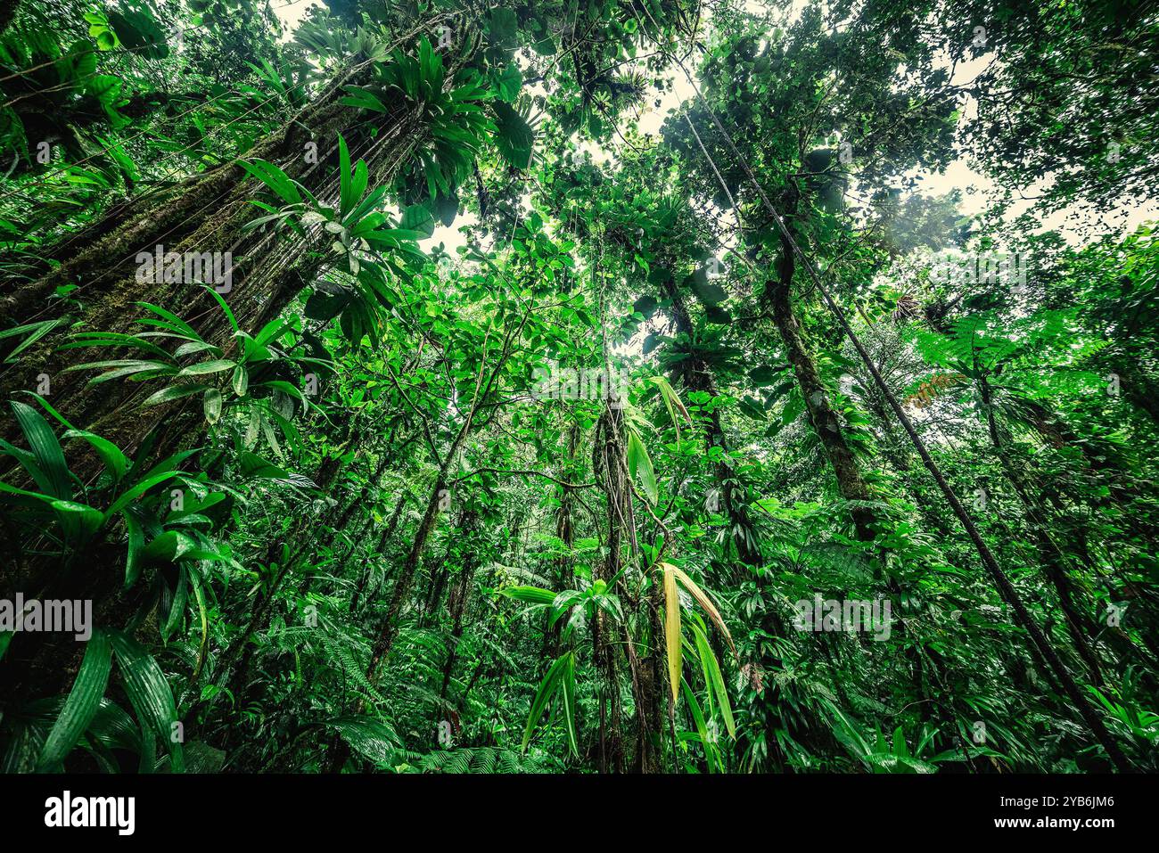 Tall trees in the jungle in the Caribbean Stock Photo - Alamy