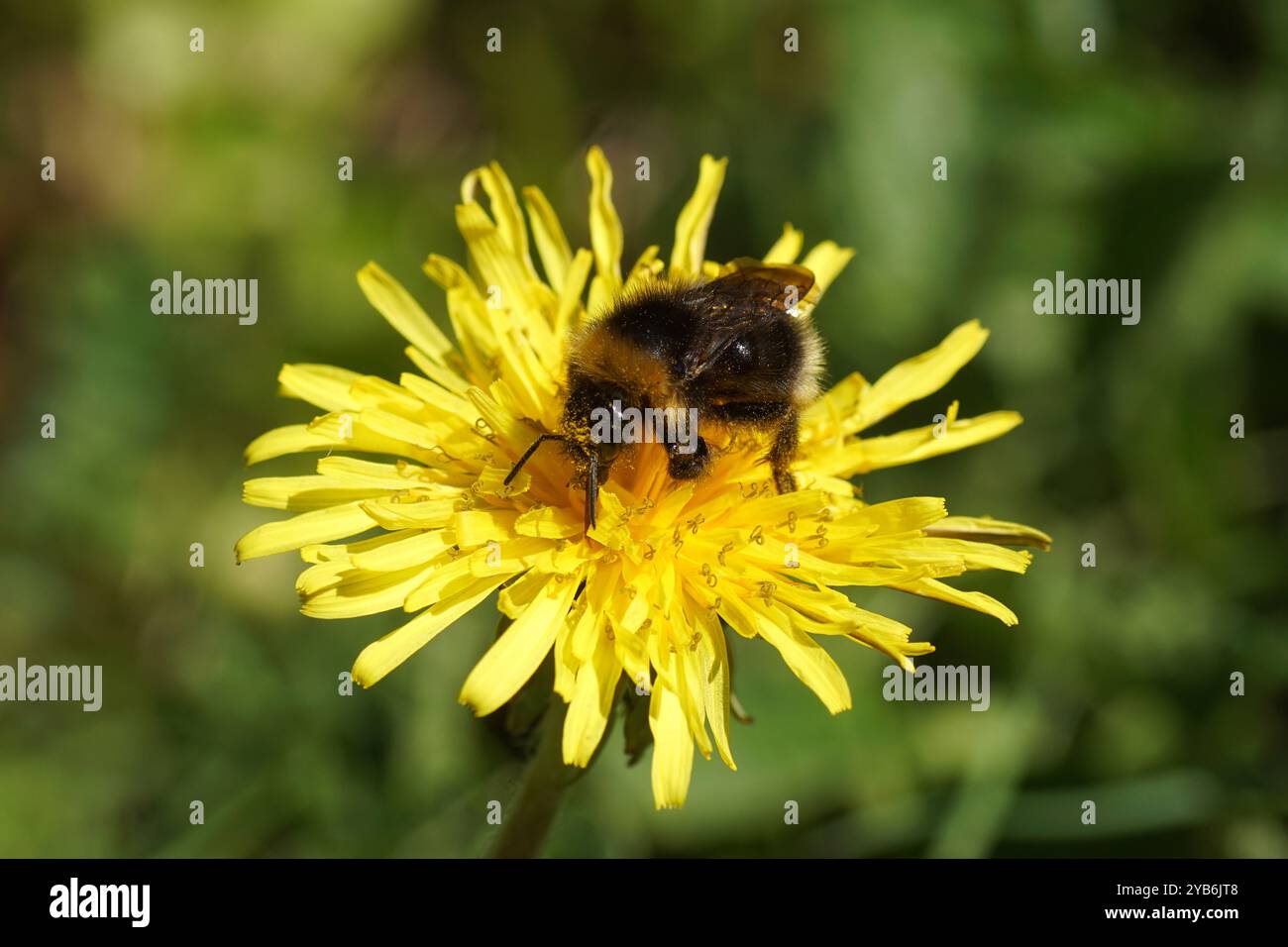 Cuckoo bumblebee family Apidae on the flower of common dandelion ...