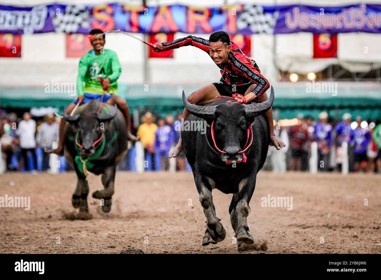 Chonburi Buffalo Racing Festival in Thailand Thai jockeys compete in ...