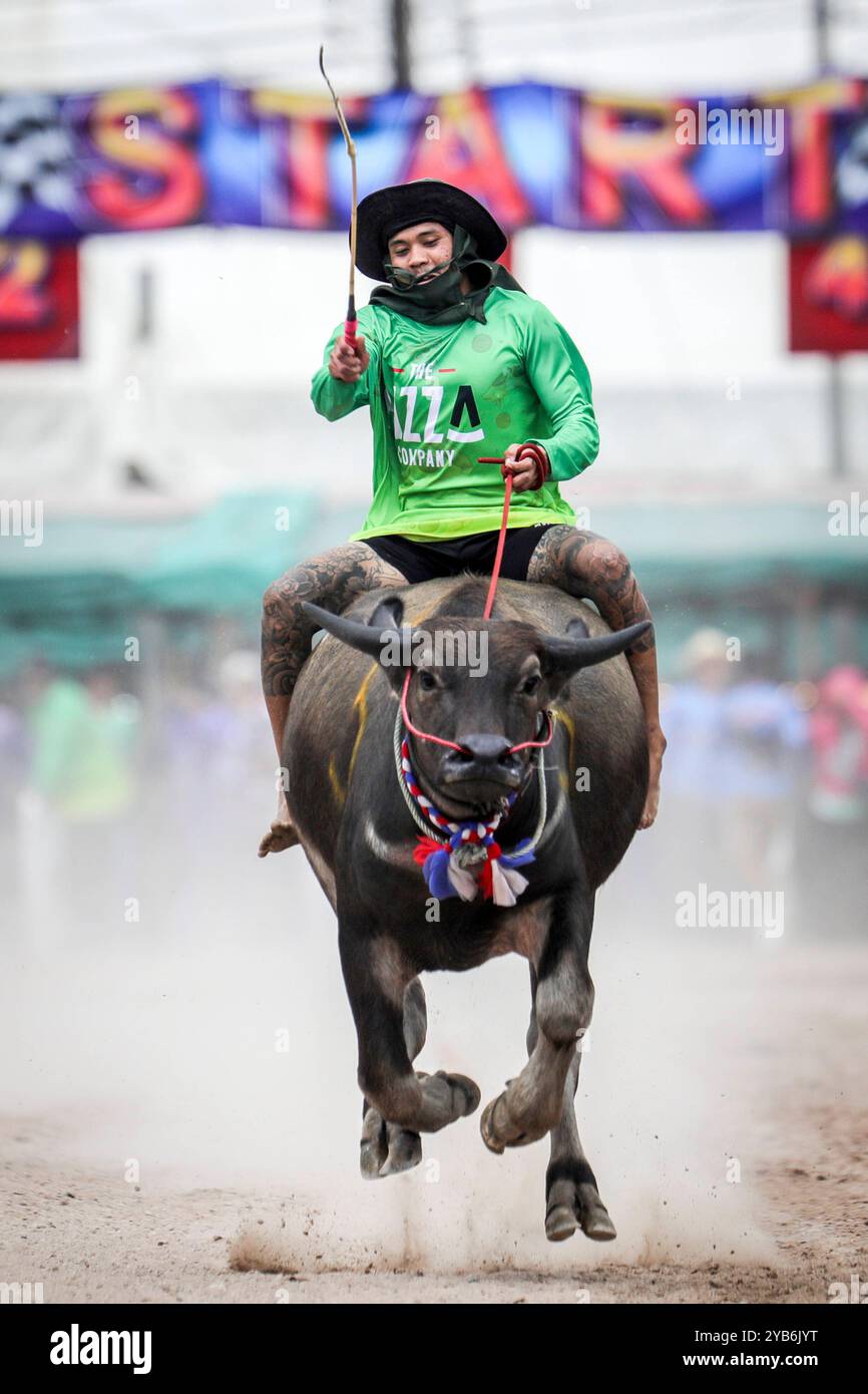 Chonburi Buffalo Racing Festival in Thailand A Thai jockey competes in ...