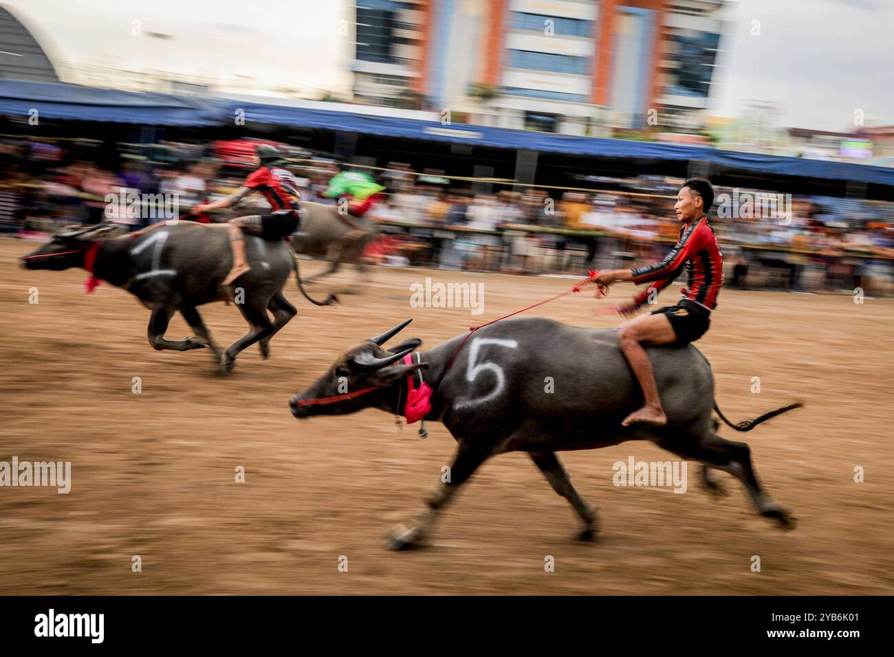 Chonburi Buffalo Racing Festival in Thailand Thai jockeys compete in ...