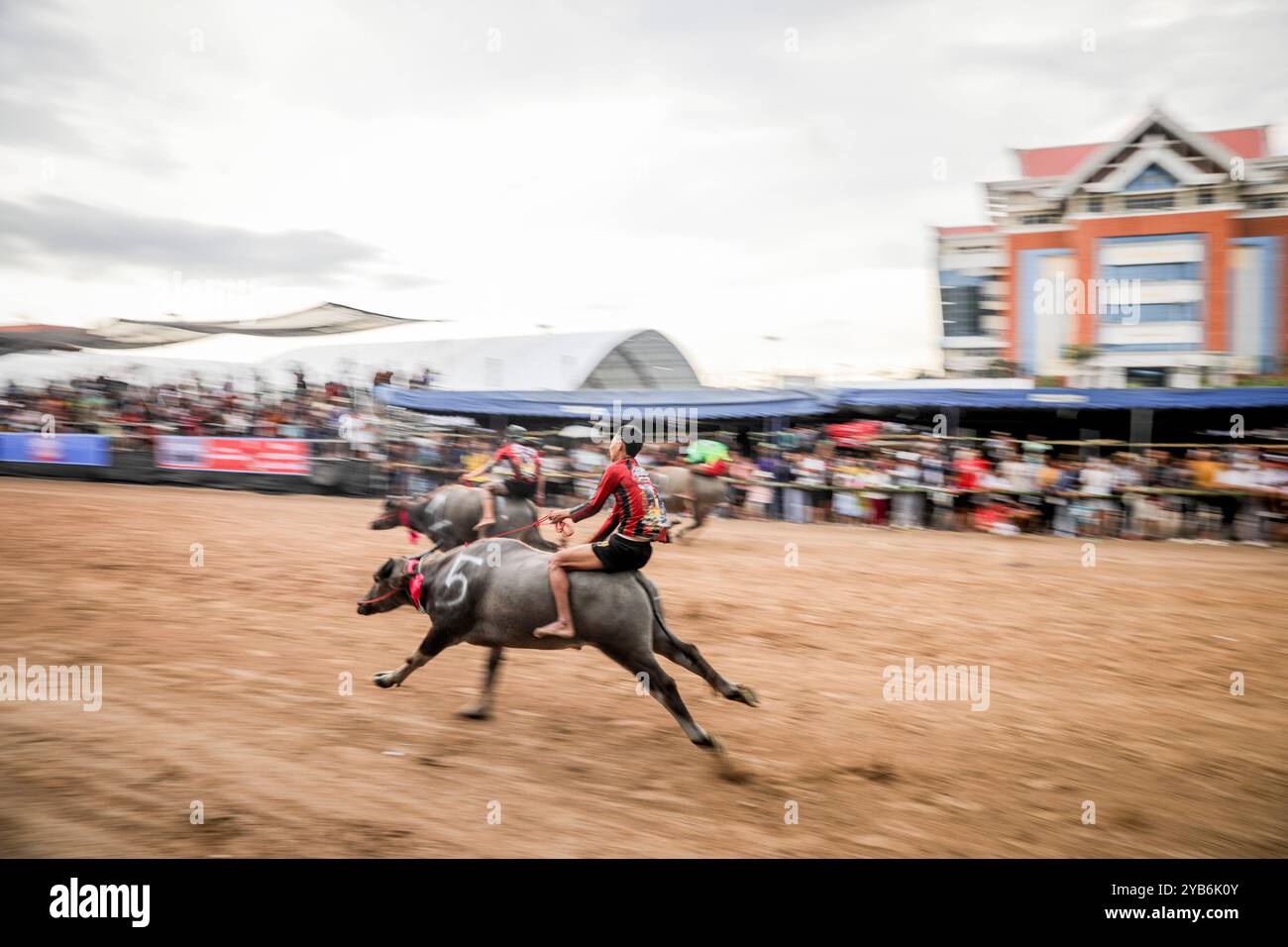 Chonburi Buffalo Racing Festival in Thailand Thai jockeys compete in ...