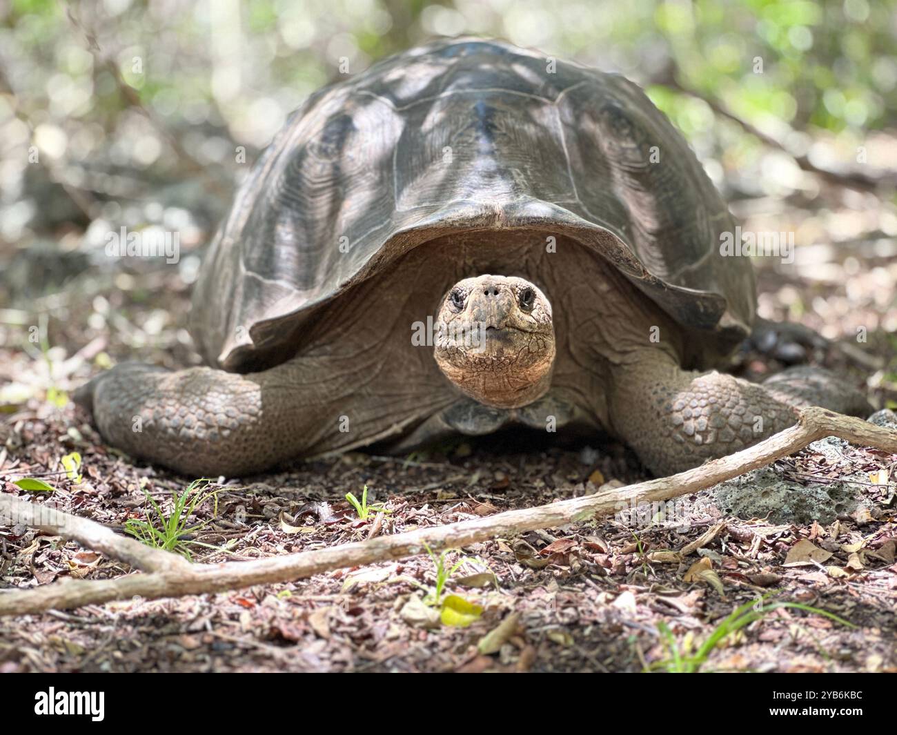 Young Giant Galapagos Turtle which are currently still an endangered ...
