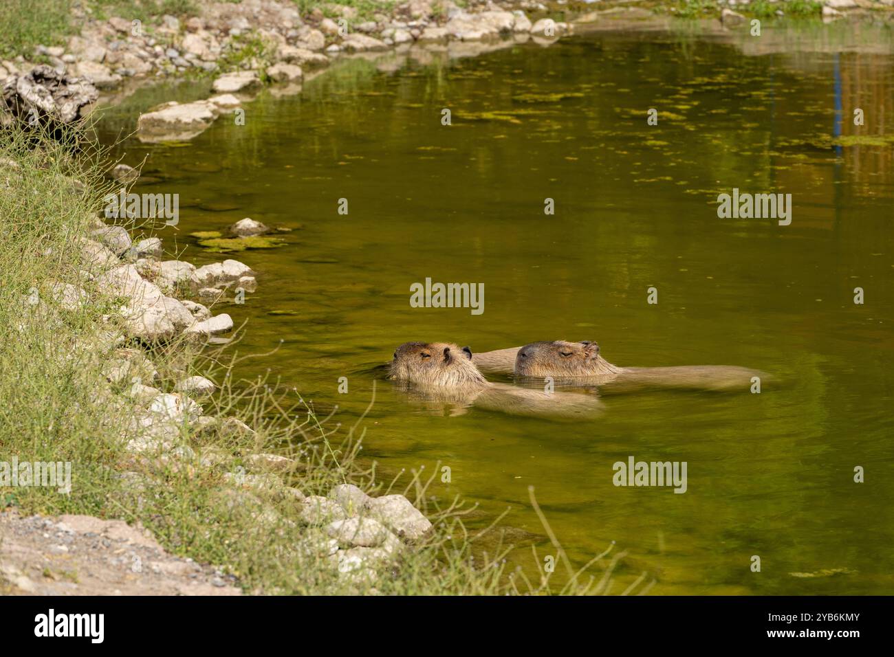 Cute capybara animal rodent hi-res stock photography and images - Alamy