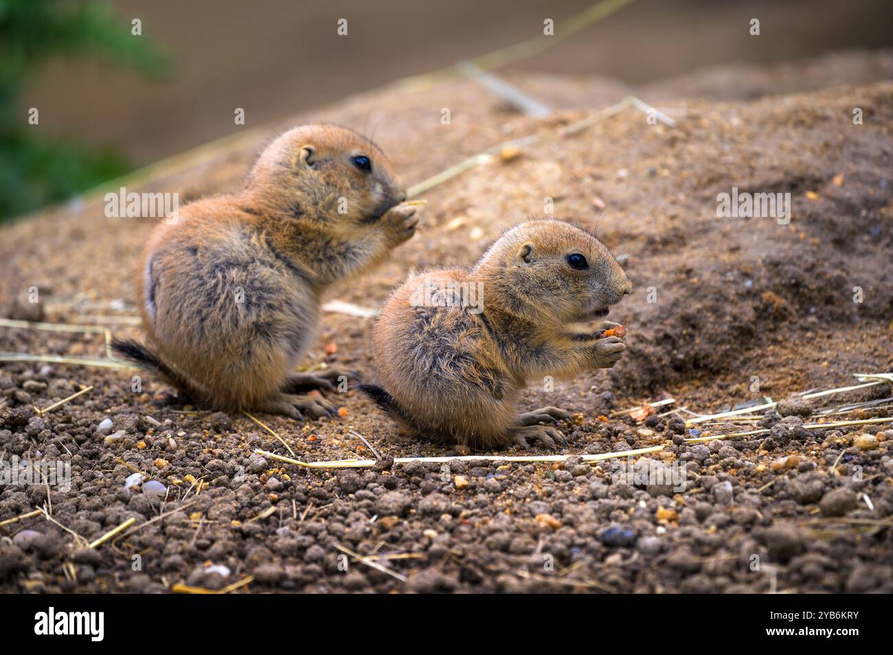 Two young prairie dogs sitting on the ground and holding food in their ...