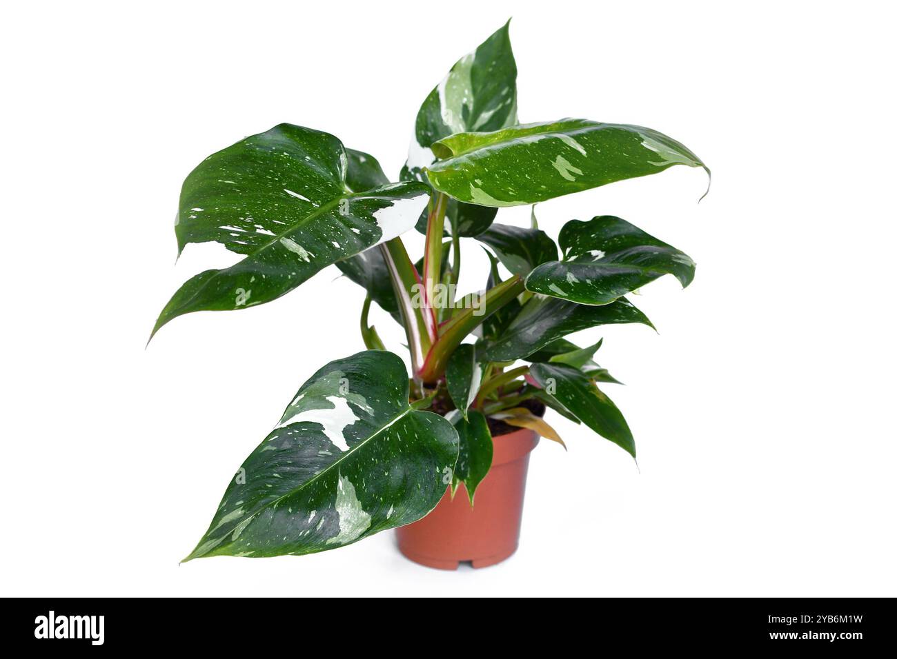 Potted tropical 'Philodendron White Princess' houseplant on white ...