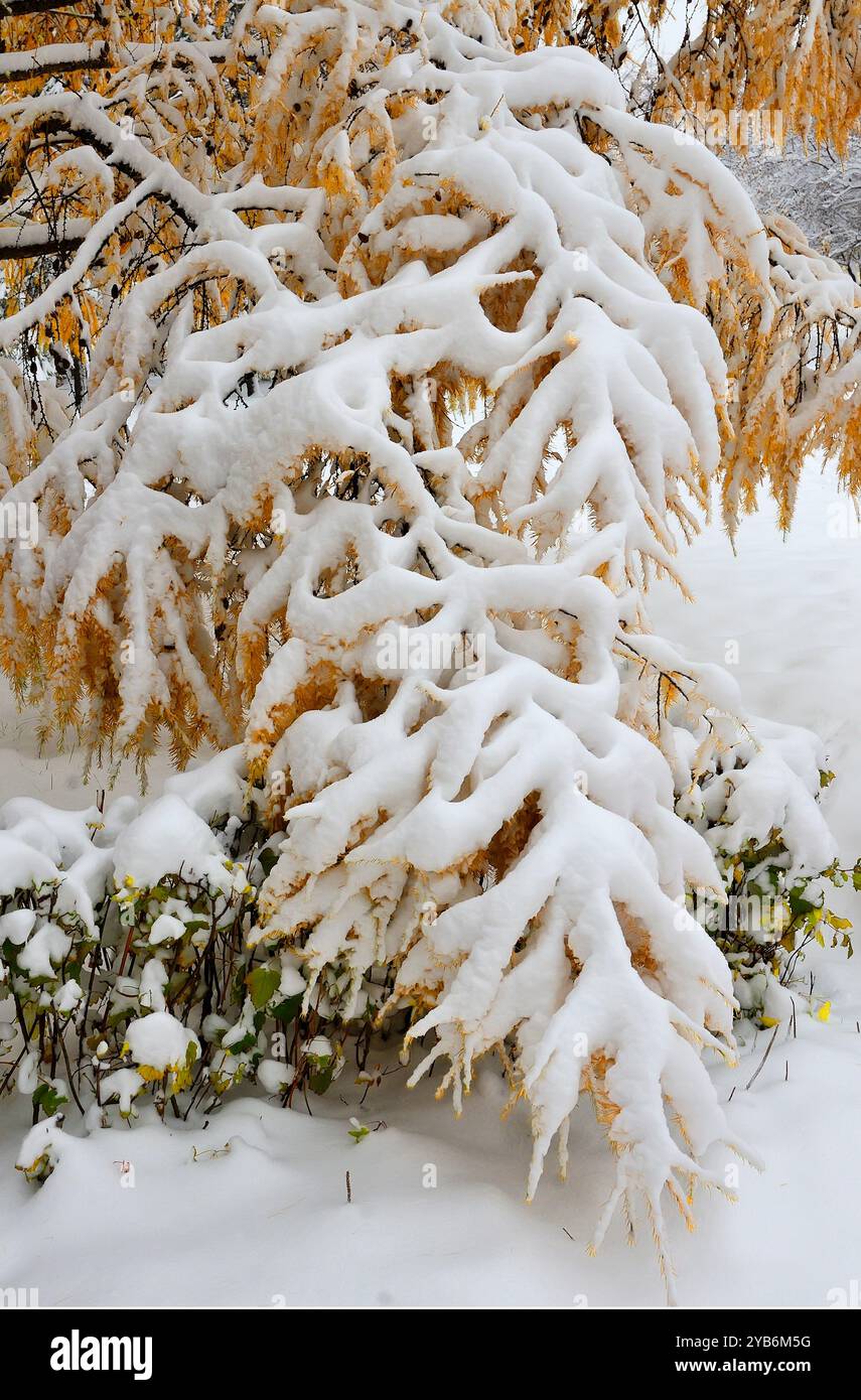 Larch branches covered yellow hi-res stock photography and images - Alamy