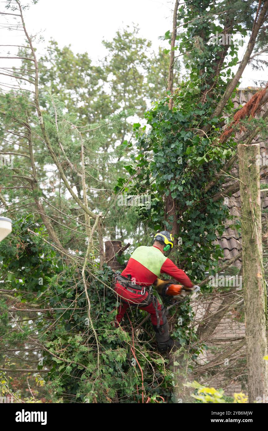 Professional Tree Surgeon Using Chainsaw for Tree Removal Stock Photo ...