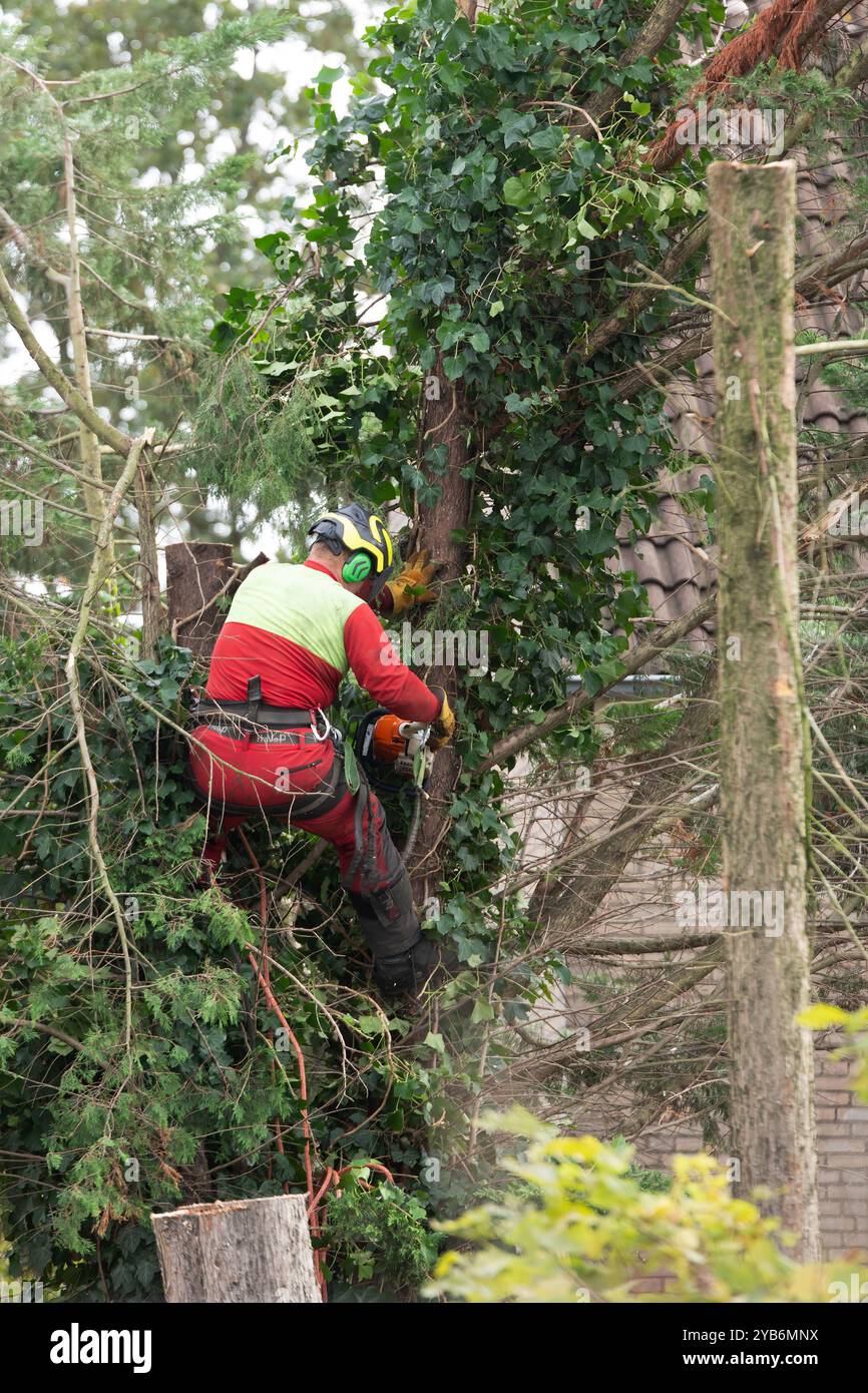 Professional Tree Surgeon Using Chainsaw for Tree Removal Stock Photo ...