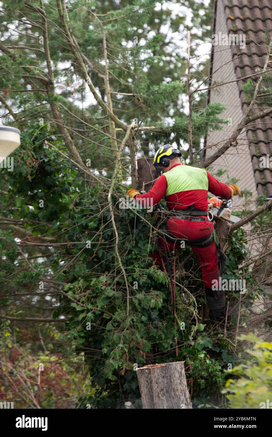 Rotterdam,Netherlands,10-10-2024:A professional tree surgeon climbs a ...