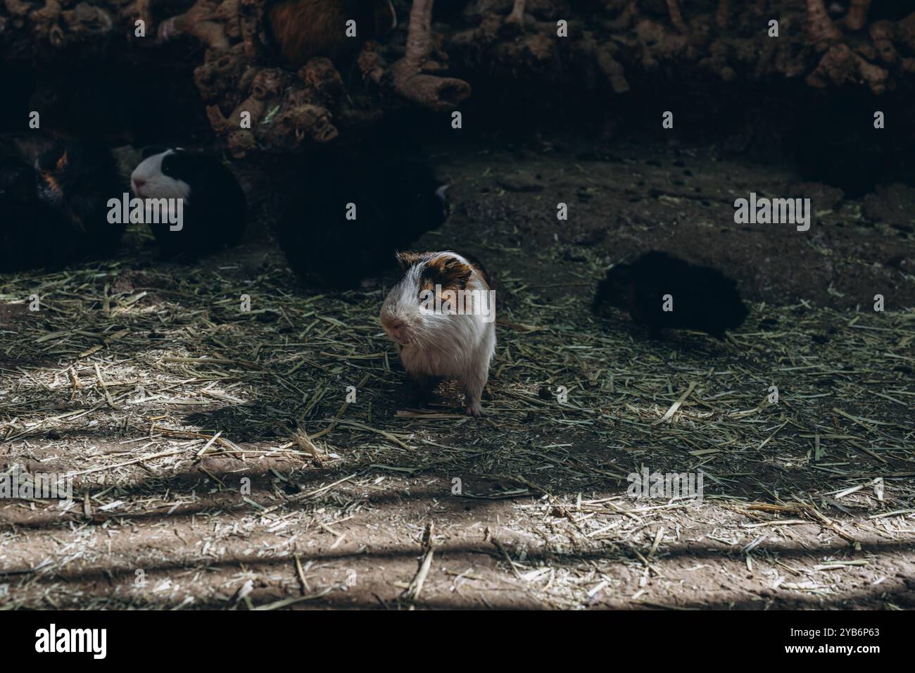 Squeaking mouse hi-res stock photography and images - Alamy