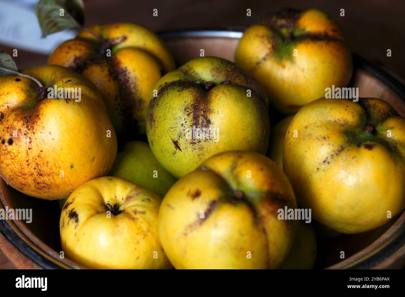 Ripe Quince variety in a fruit bowl. Cydonia oblonga Stock Photo - Alamy