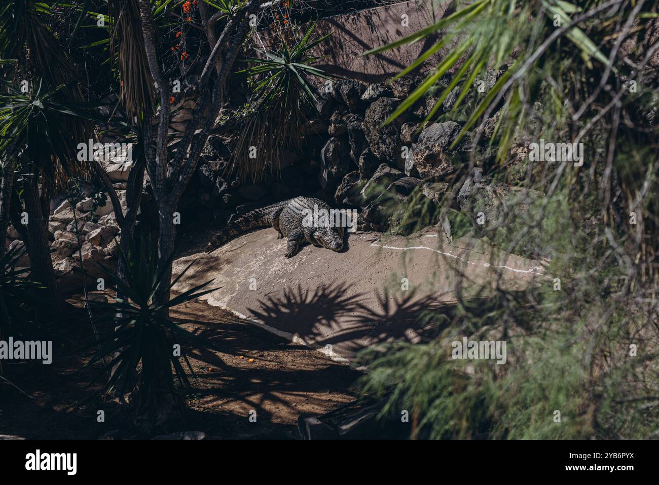 young crocodile in ZOO in Tenerife crocodile park. High quality photo ...