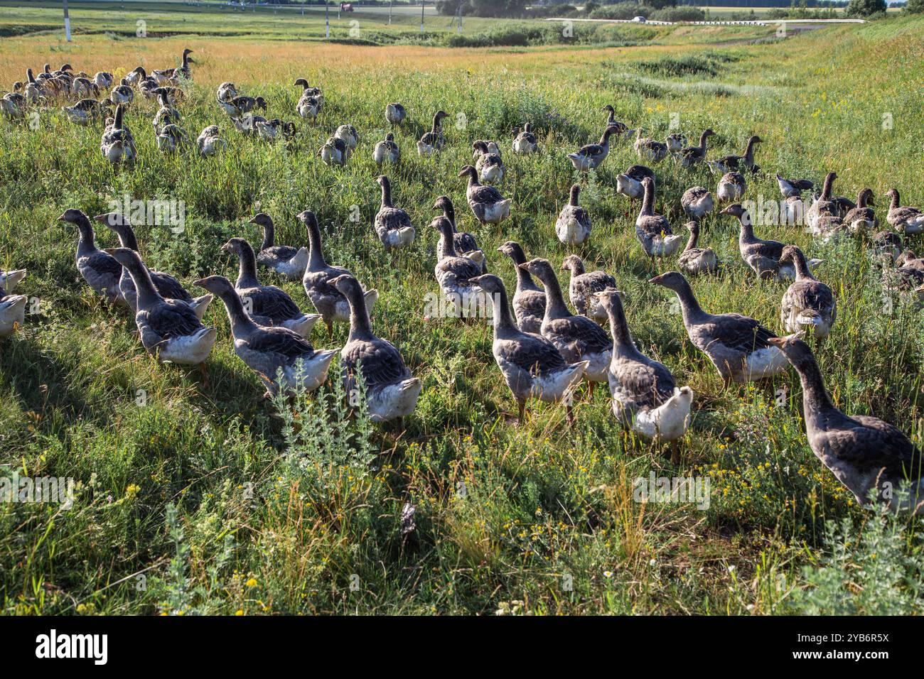 Domestic gray geese on a meadow. Gray Geese in the grass, domestic bird ...