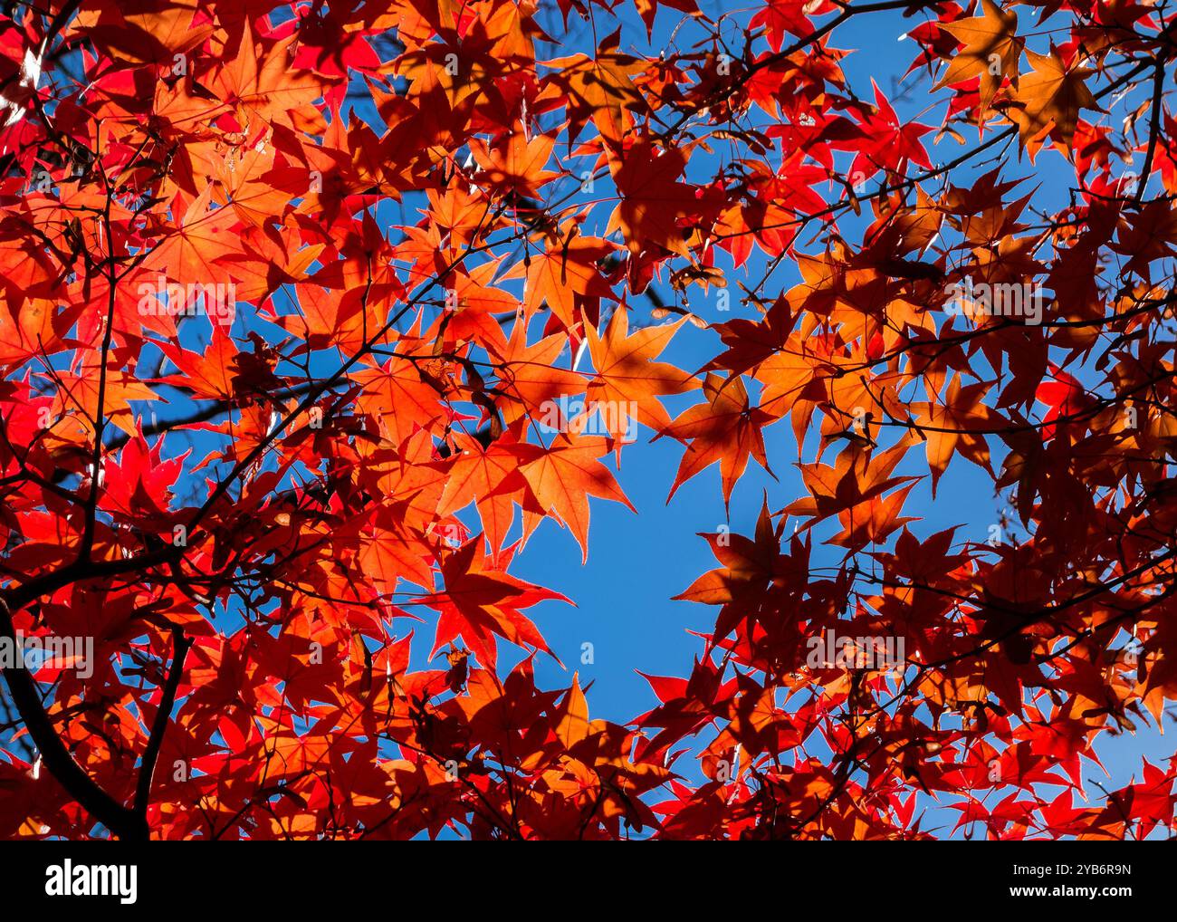 Autumn vibes. Backlit red maple leaves or Momiji background Stock Photo ...