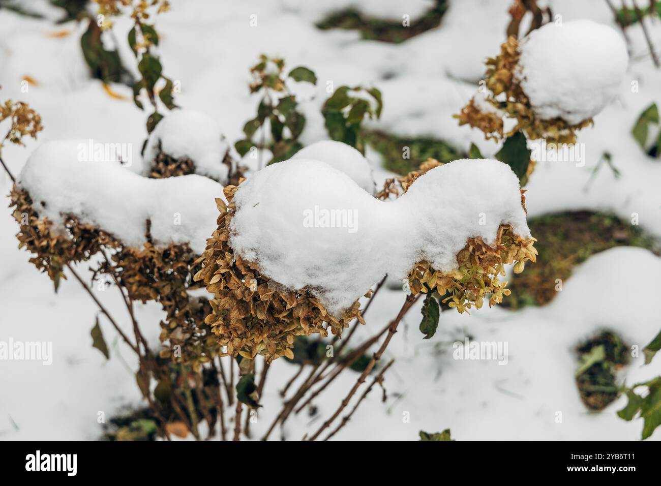 The withered inflorescences of a hydrangea are covered with snow Stock ...