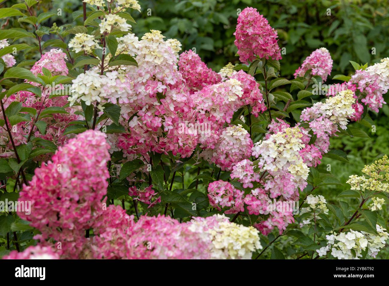 Hydrangea paniculata sort Fraise Melba hydrangea with pink flowers ...
