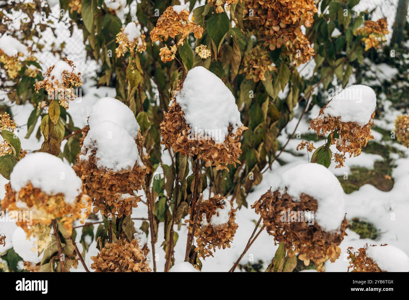 The withered inflorescences of a hydrangea are covered with snow Stock ...