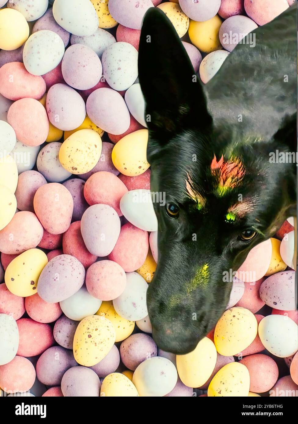 Abstract german shepherd dog hi-res stock photography and images - Alamy