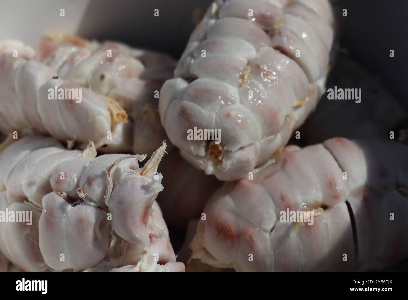 Cacao harvest cocoa pulp hi-res stock photography and images - Alamy