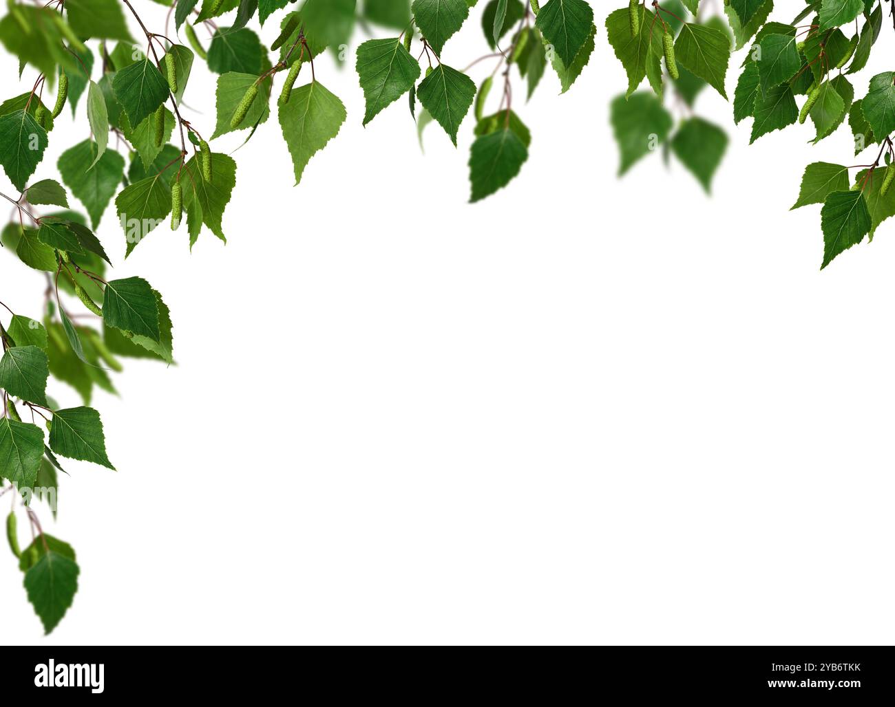 Corner arrangement. Birch branches with young green leaves and birch ... Corner arrangement. Birch branches with young green leaves and birch ...