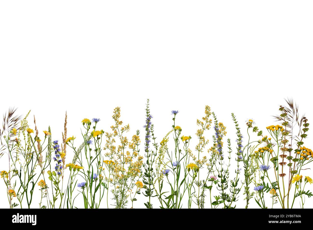Summer composition. Wildflowers and herbs isolated on white background ...