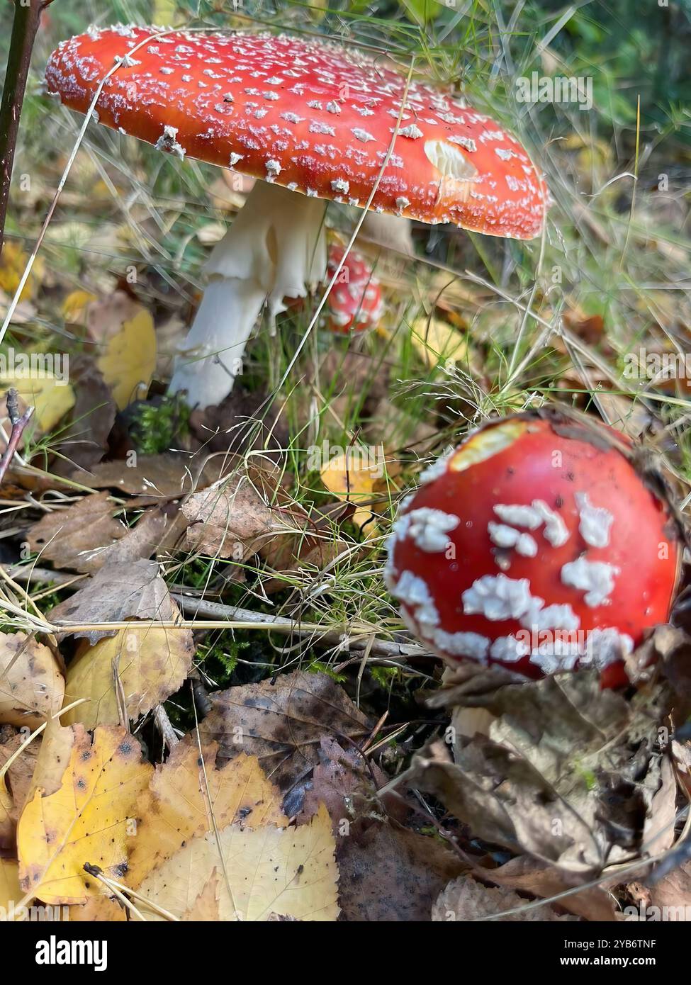 Toadstool fairy rings hi-res stock photography and images - Alamy
