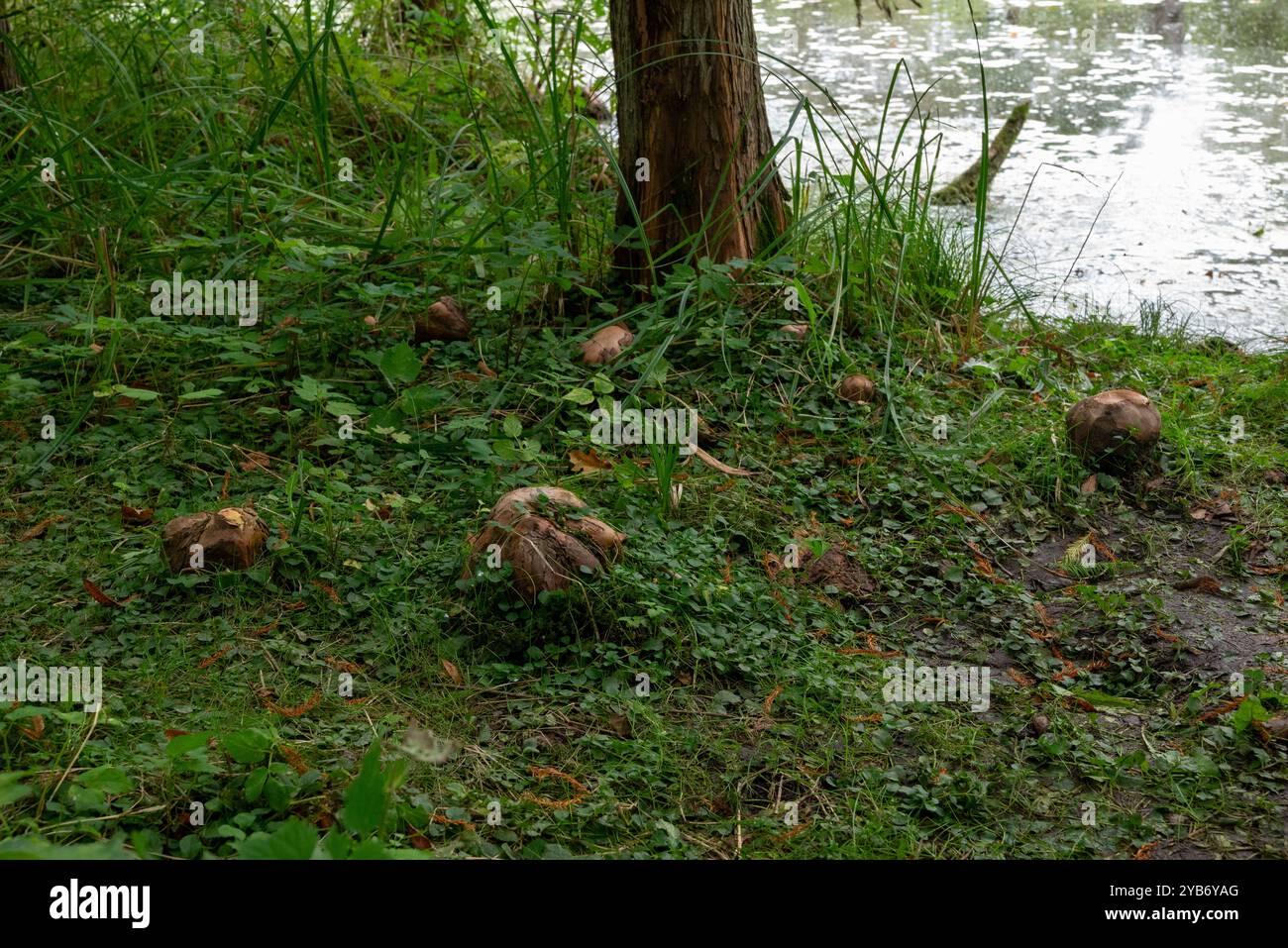 Taxodium distichum (baldcypress or swamp cypress) tree trunk surrounded ...