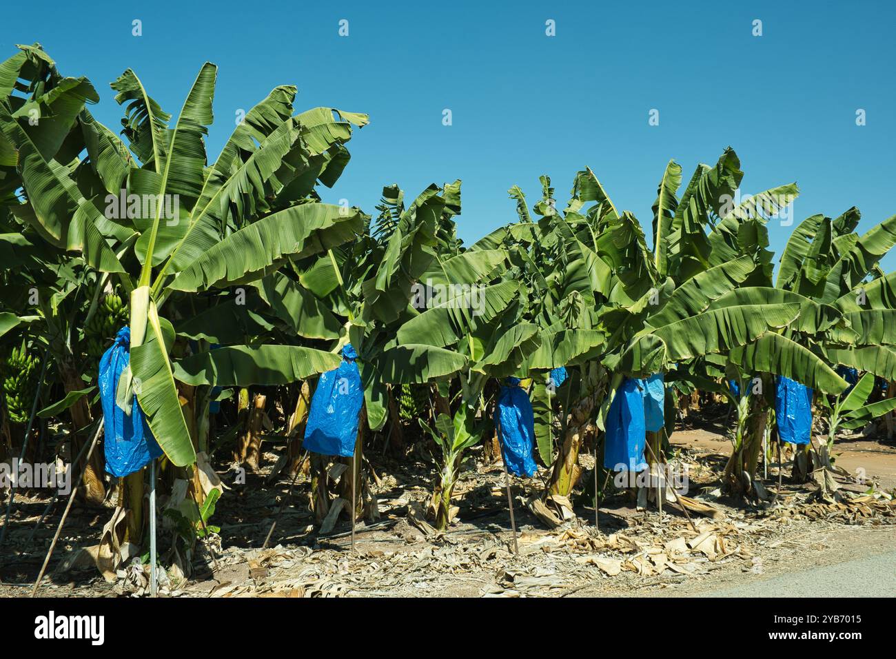 Banana growing in bags hi-res stock photography and images - Alamy