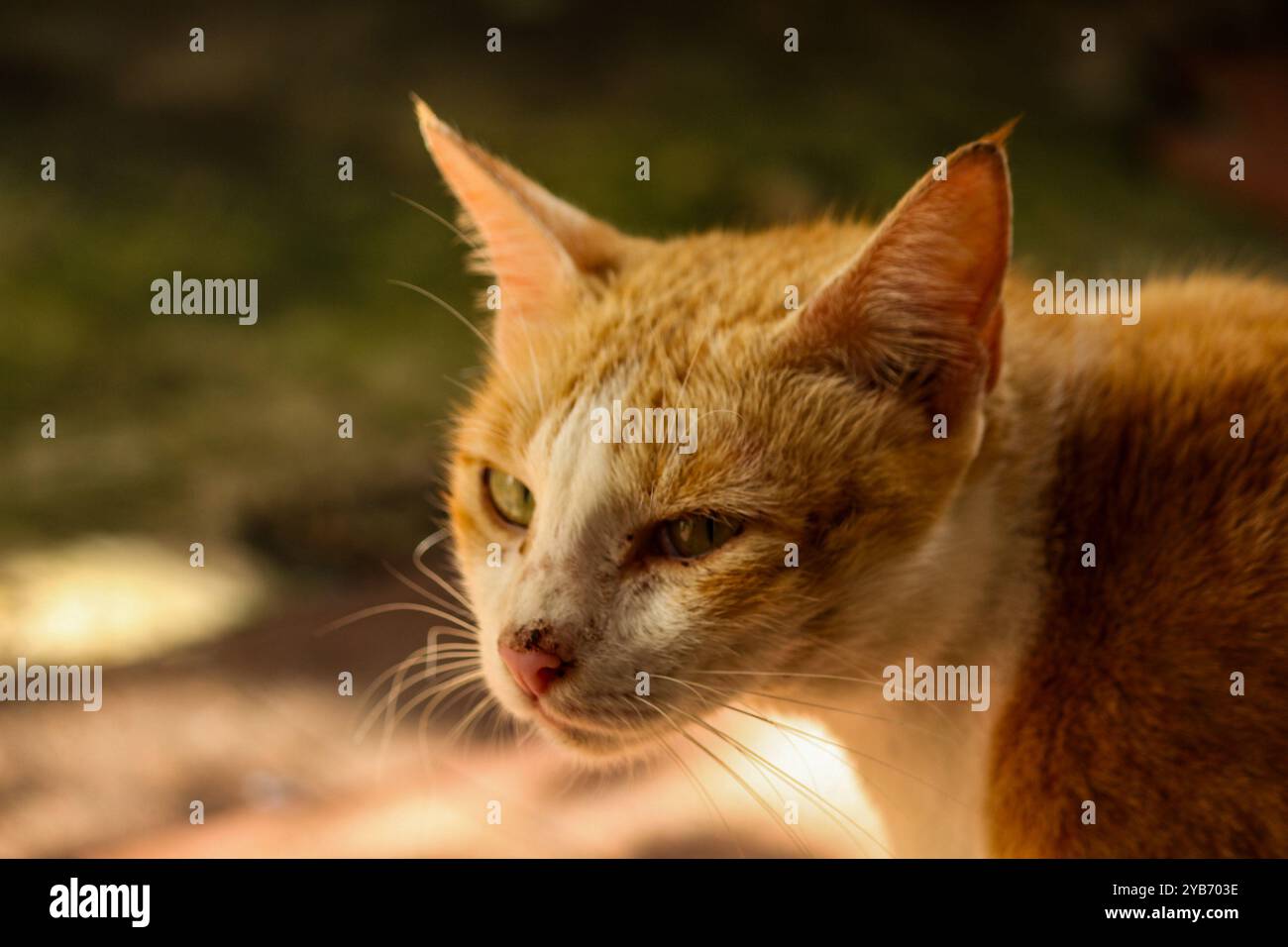 Staring photos hi-res stock photography and images - Alamy