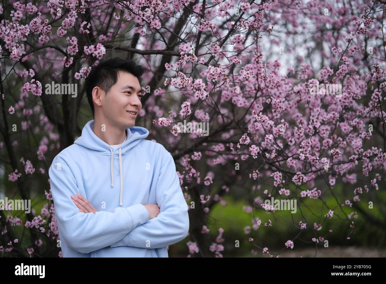 side face of handsome smile asian young man with pink sakura tree Stock ...