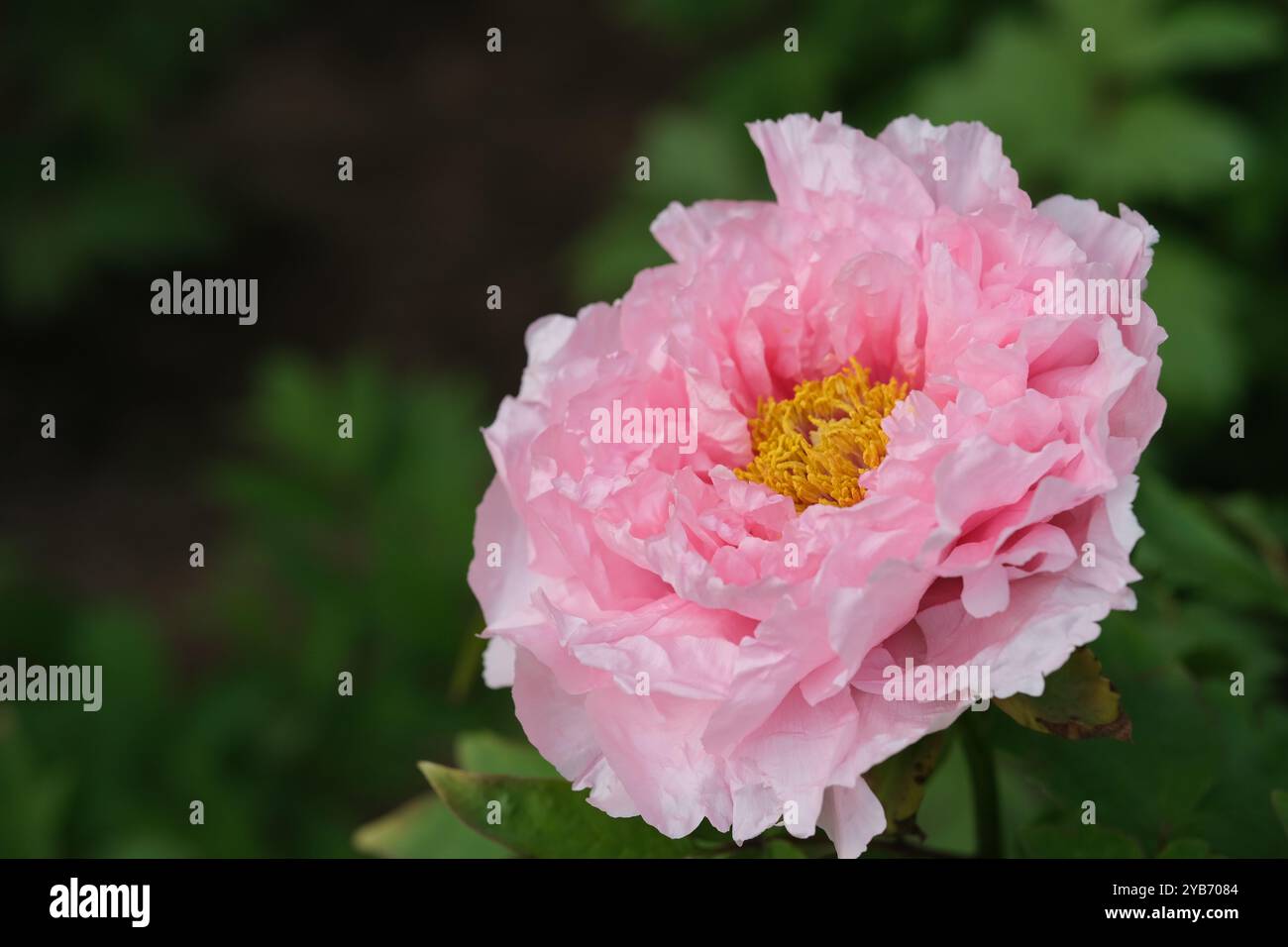 Pink peony flower in nature hi-res stock photography and images - Alamy