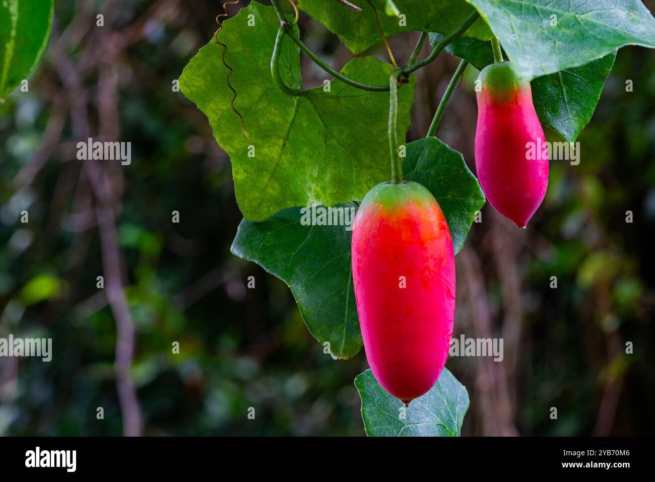 Closeup view of ripe red ivy gourd or scalet gourd (Coccinia grandis ...