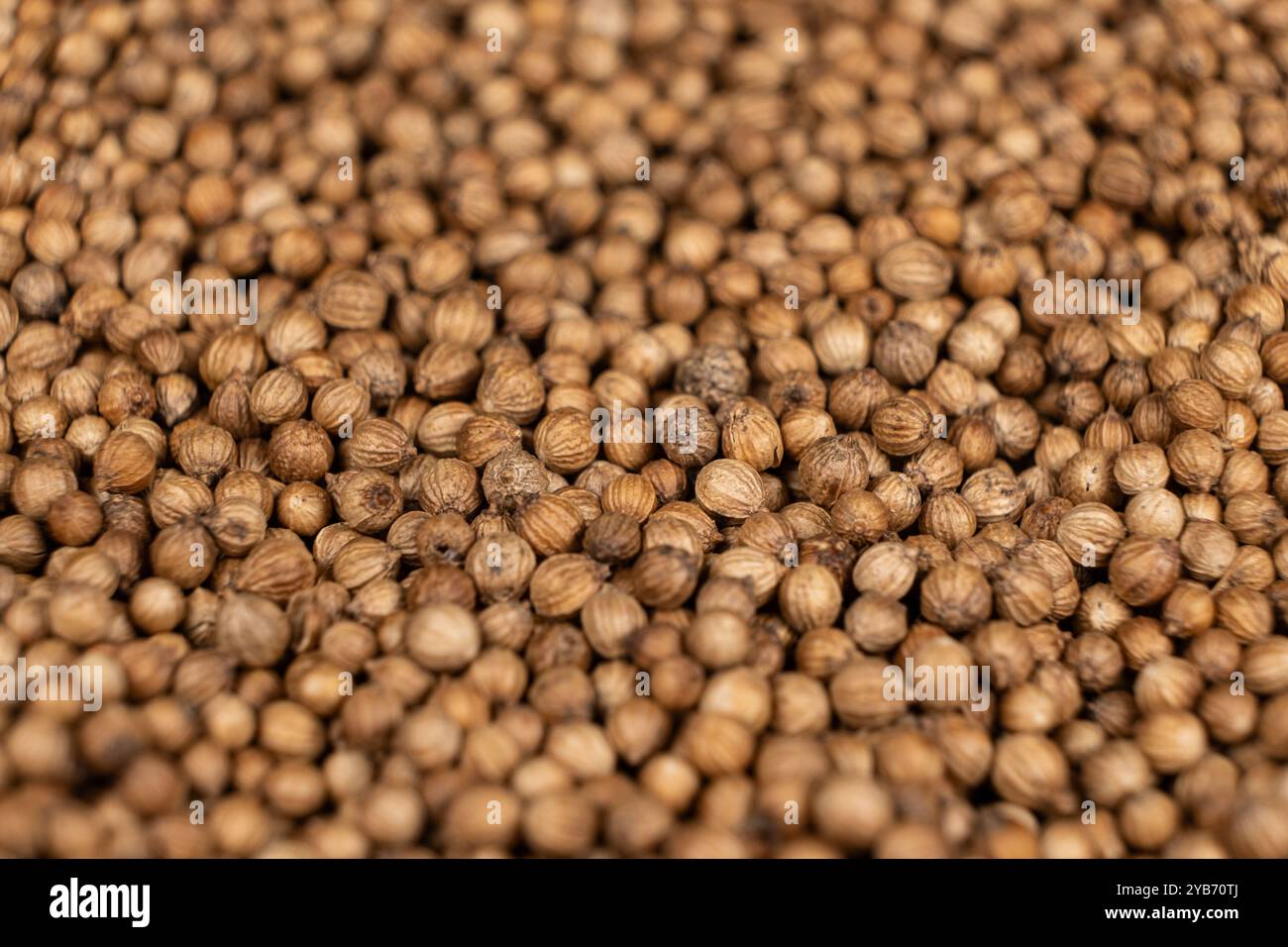 Coriander dry powder seeds hi-res stock photography and images - Alamy