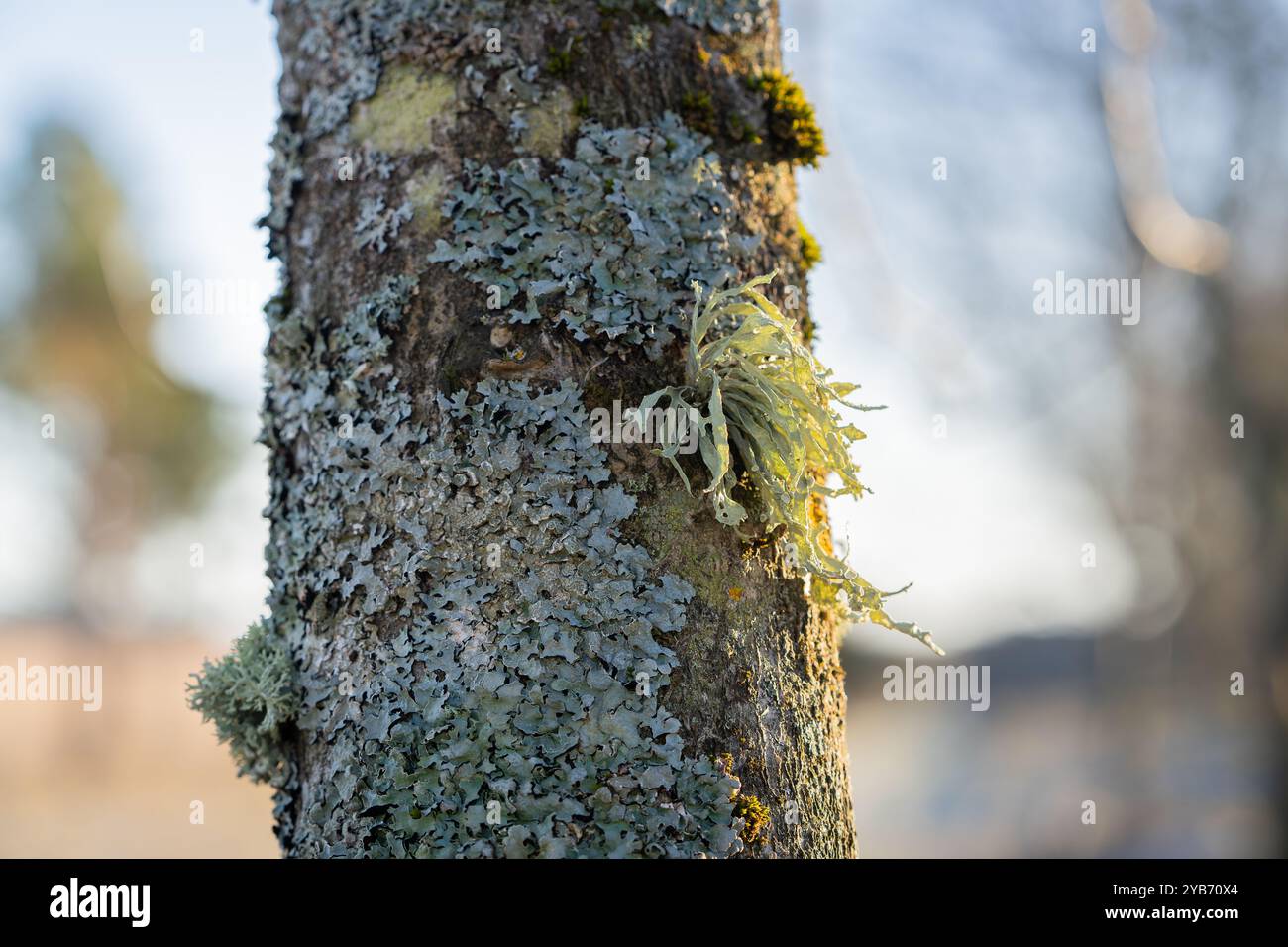 A tree covered with leafy foliose lichens and shrubby fruticose lichens ...