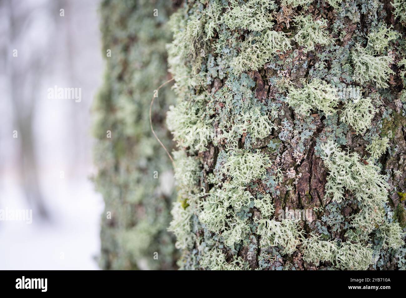 A tree covered with leafy foliose lichens and shrubby fruticose lichens ...