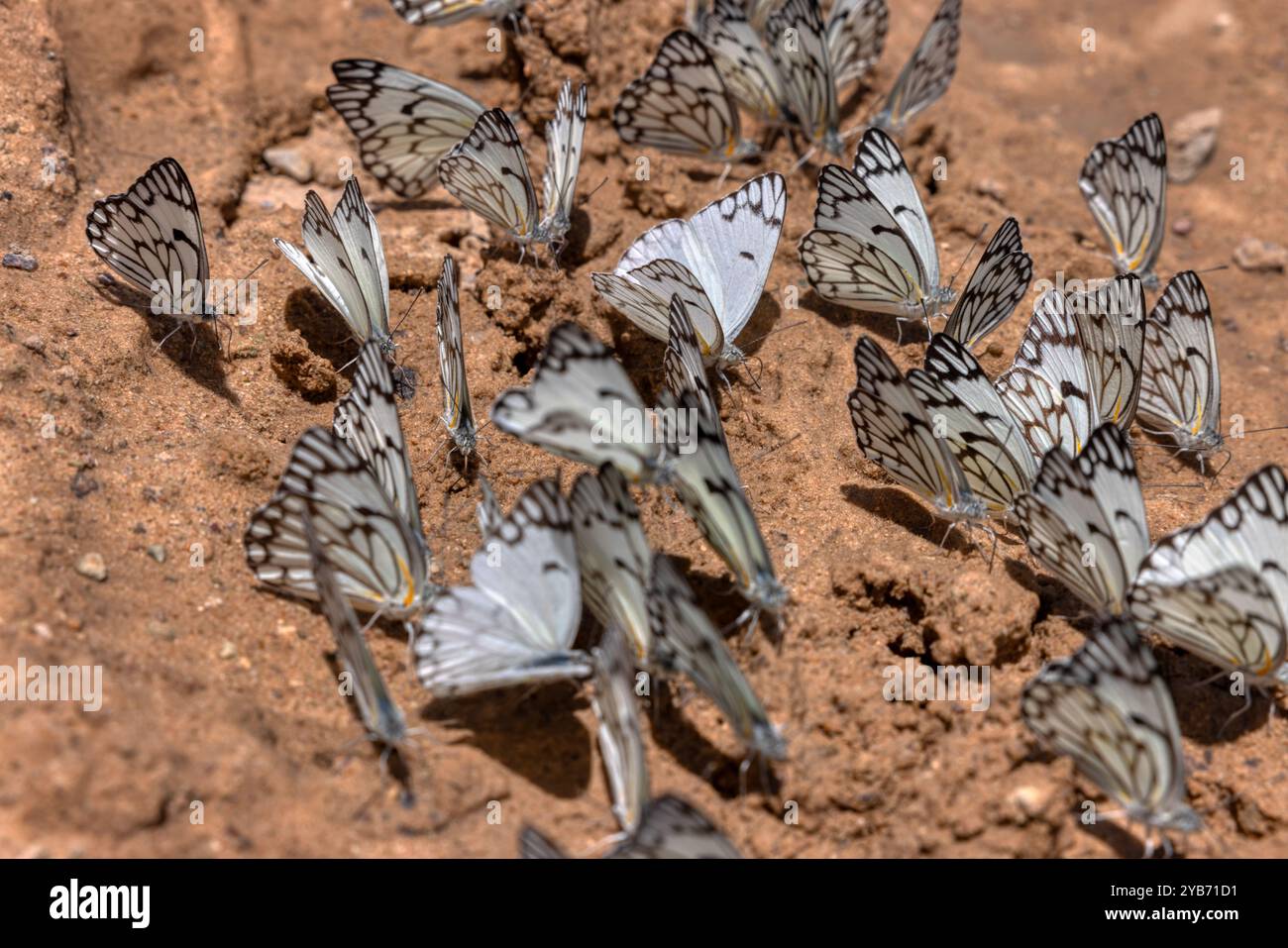 Pioneer white butterflies hi-res stock photography and images - Alamy