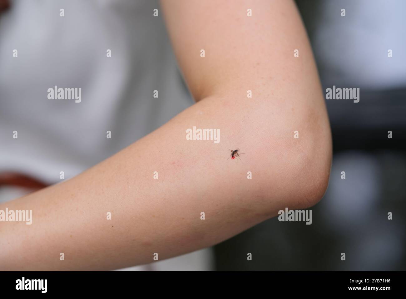 one dead mosquito with blood on people's arm Stock Photo - Alamy