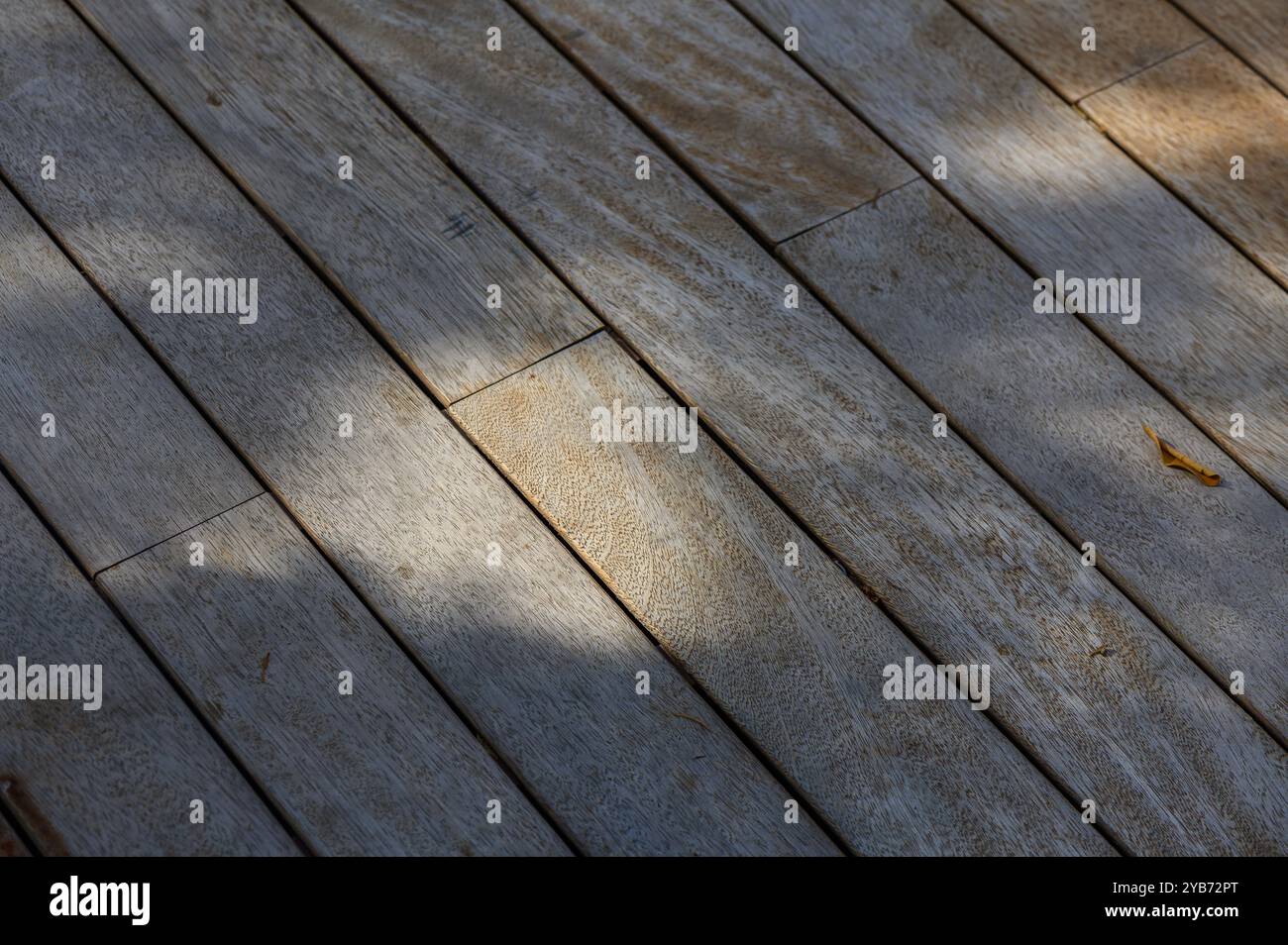 The warm glow of sunlight filters through trees, casting gentle shadows ...