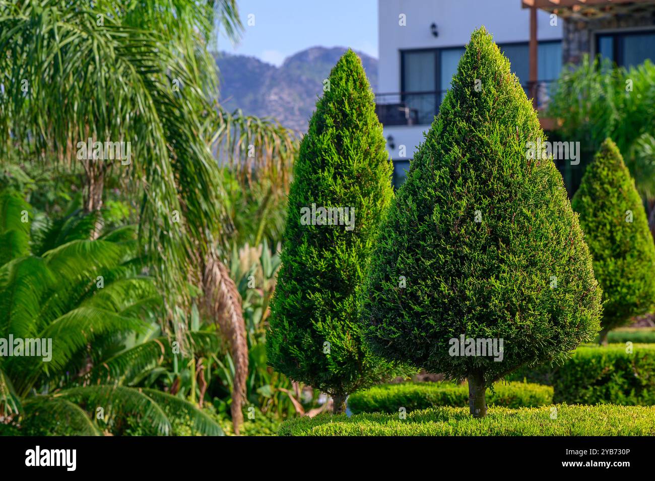 Tall, neatly trimmed topiary trees create a striking visual in a well ...