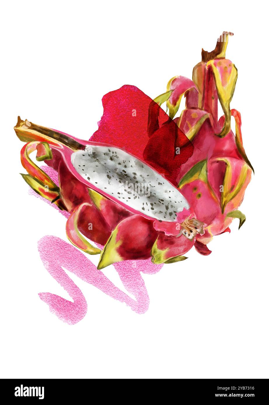 Pitaya slices, bright pink watercolor stain. Hand drawn watercolor ...