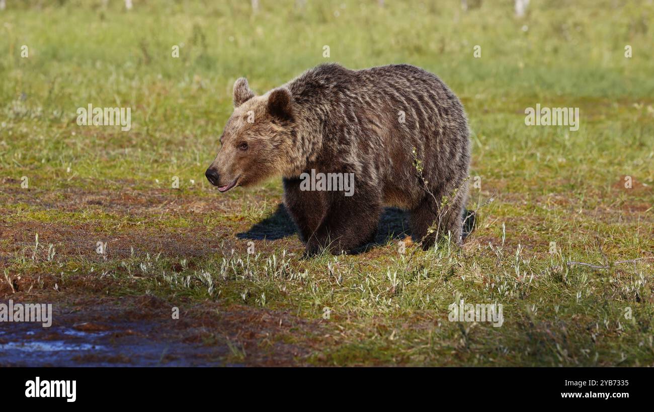 Brown bear in a swampy pond in Finland Stock Photo - Alamy