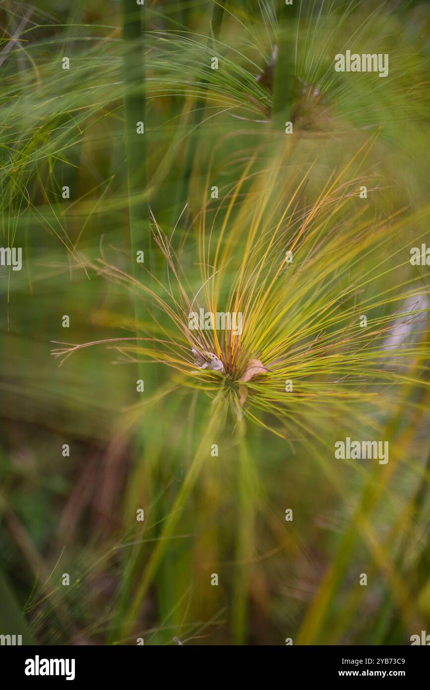 Cyperus papyrus hi-res stock photography and images - Alamy