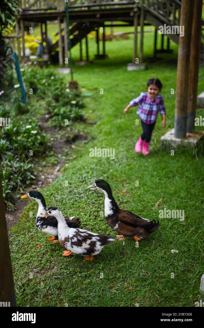 Young girl running behind a group of ducks in Colombia Stock Photo - Alamy