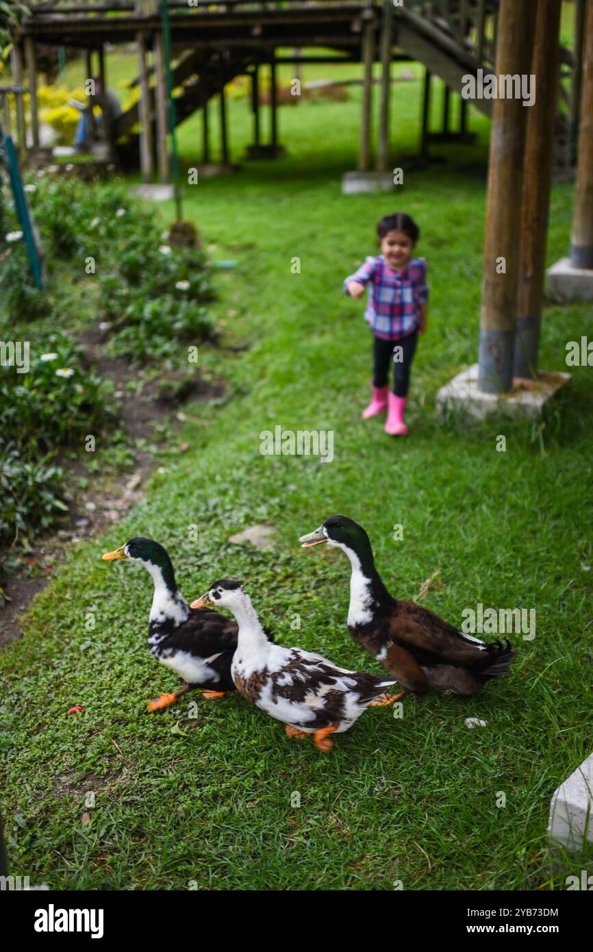 Young girl running behind a group of ducks in Colombia Stock Photo - Alamy
