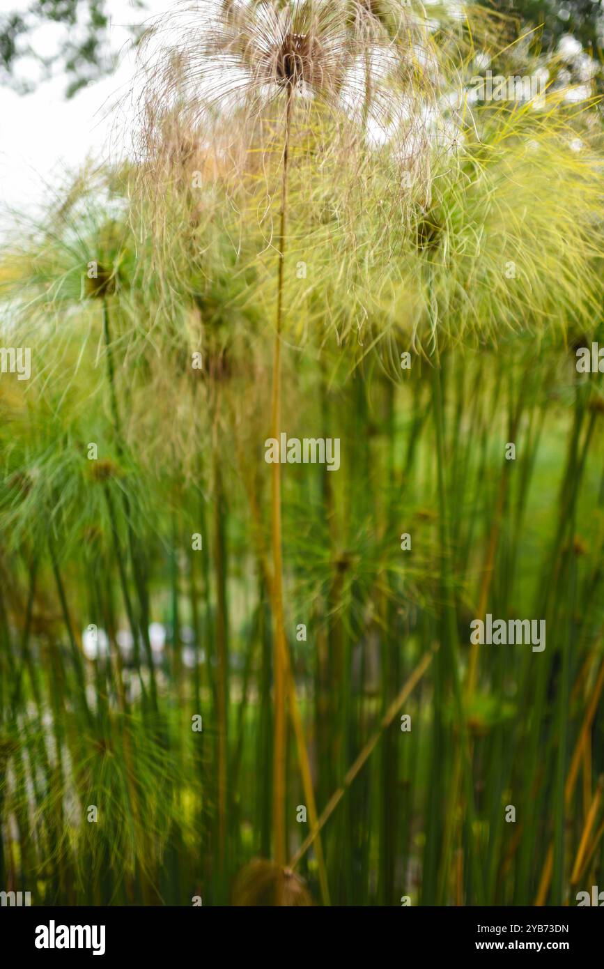 Papyrus (Cyperus papyrus) in Combeima Canyon, Ibague, Colombia Stock ...
