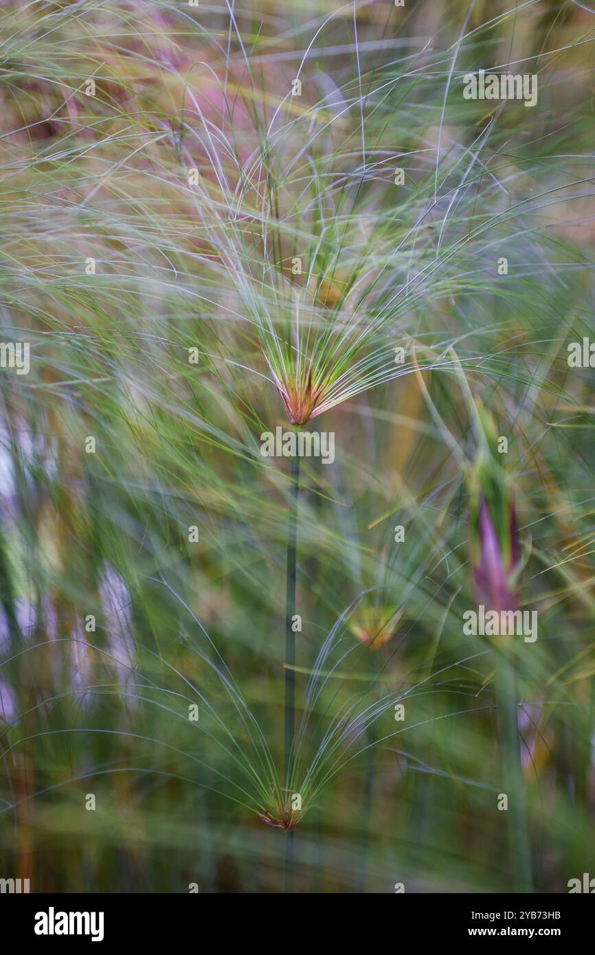 Papyrus (Cyperus papyrus) in Combeima Canyon, Ibague, Colombia Stock ...