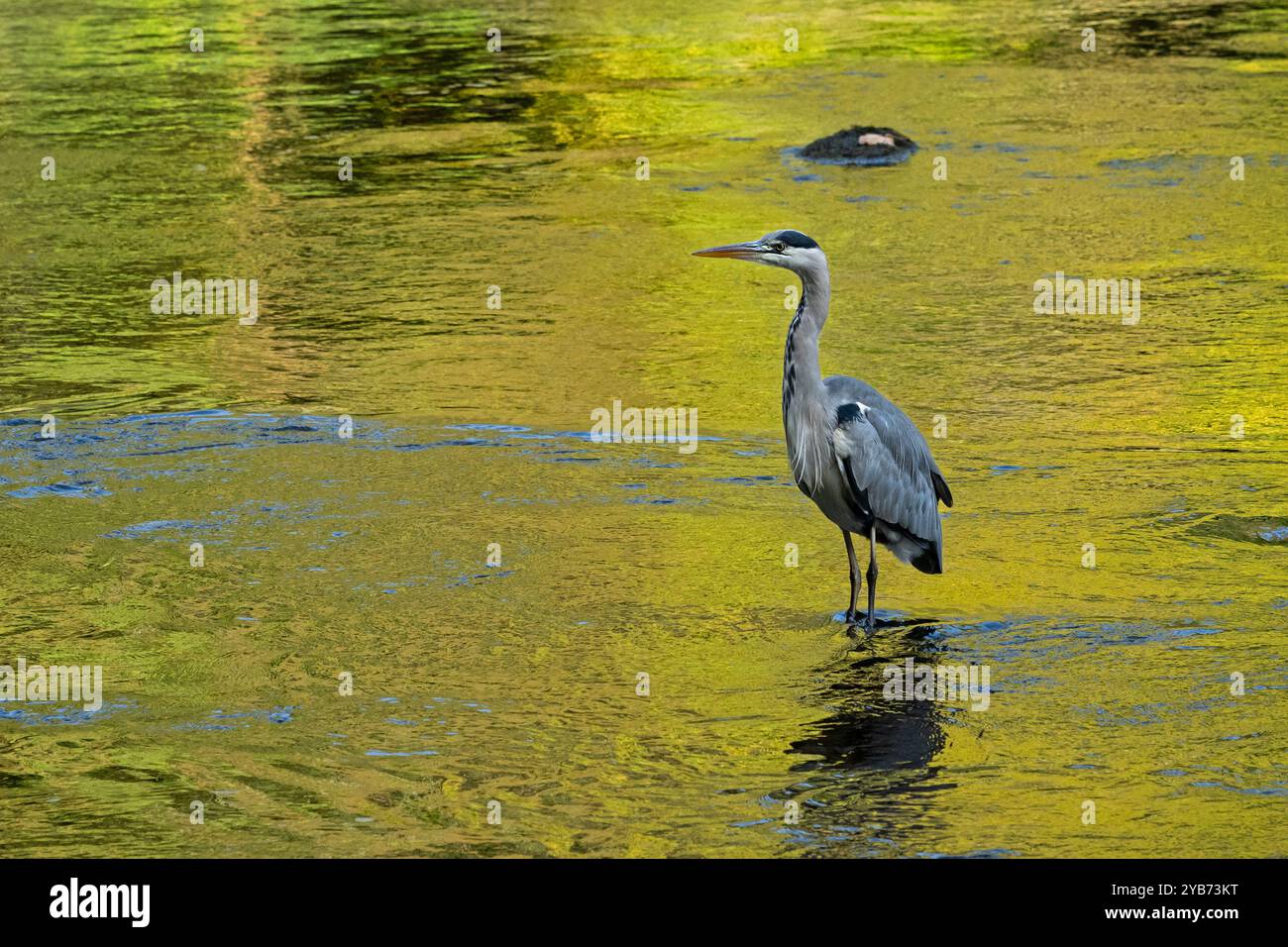 Stand standing in shallow flowing water hi-res stock photography and ...