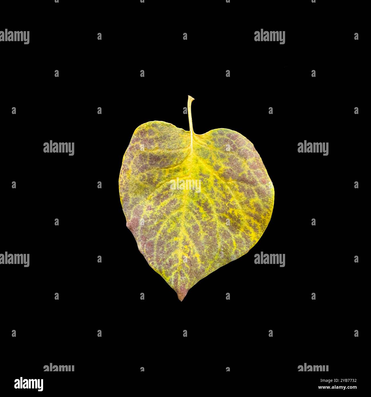 Autumn Ivy leaf. Black background. Seasons. Nature. Trees. Plants ...