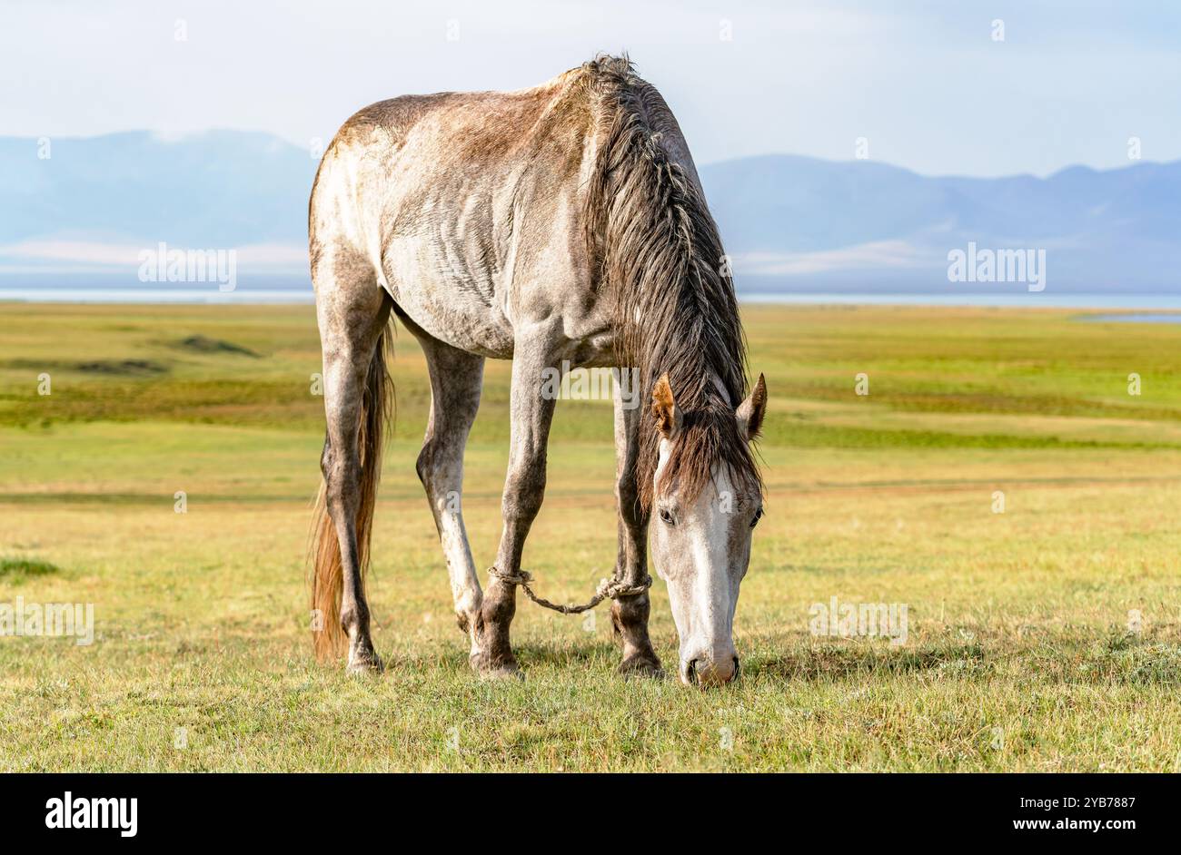A gray-beige horse grazes on a steppe pasture. Mountains are visible in ...